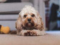 Cavapoo - dorosły osobnik. Wymagania, pielęgnacja, potrzeby