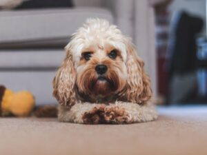Cavapoo - mieszanka pudla i cavaliera. Opis rasy.